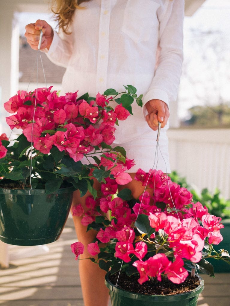 Dreamy Routine: Spring Flowers for the Garden - Lucy Cuneo